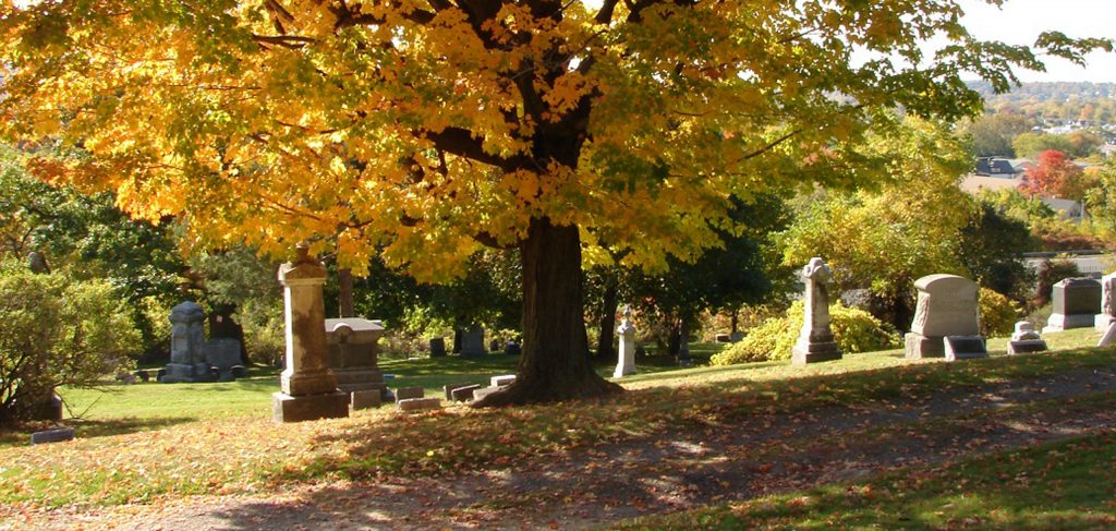 HOCPA | Reintroduction of Rare Trees